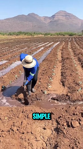 137K views · 272 reactions | Manual irrigation work for a vegetable field | Man Made TV | Facebook