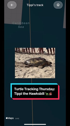 Our third hawksbill of the day, Tippi! She is currently our longest tracked sea turtle, being tagged and released in 2023. She’s halfway to our record with Mojito, also a hawksbill from Nevis. You can track and adopt her on the STC Turtle Tracker App or on our website! Link in bio. • • • #seaturtle #tracking #swimming #hawksbill #nevis