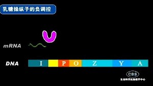 乳糖操纵子的负调控