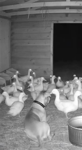 Humanoid Creature Attacks Ducks in Farm Shed - Caught on CCTV Night Vision #creepycreature #ai #creepyclips #creepypastas