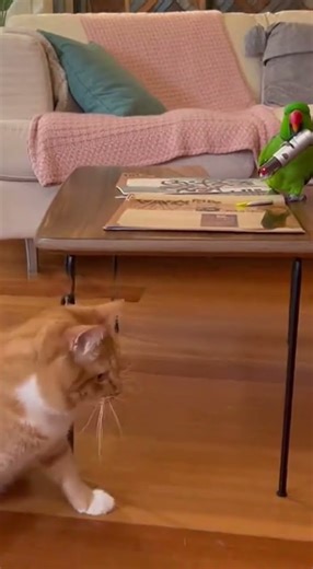 Funny Twist in Laser Pointer Game