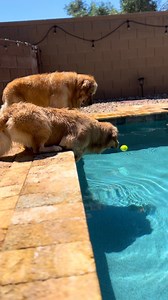 841K views · 19K reactions | Foolproof Plan  Voice by Tristan Maloney - Video from Instagram @thegoldenbros_t.b | Tristan Maloney | Facebook