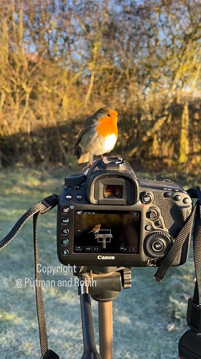 Bobbin, helping me photographer his lovely lady, Ruby 🥰 These two hadn’t long paired up, but Bobbin was eager to get photos of his new partner 🧡 (Filmed January 2024) | Putman and Robin