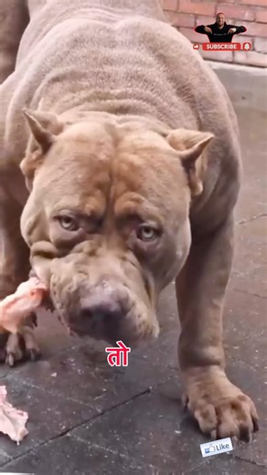 Pitbull aur Kangal Face to Face🔥#pitbull #dog #dogs #shorts#doglife #dogbreed #dogshorts #shorts