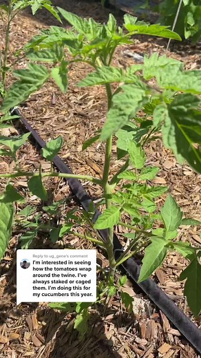 Growing Tomatoes on a Trellis: Gardening Tips