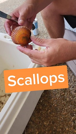 For all you peeps that need to learn how to shuck a scallop! 😎 #scalloping #Homosassa #crystalriver #scallopseason #foryou #Florida #oldflorida #fishinglife #fishingtiktoks #scallop #scalloping #saltyscales #fishingtips #fyp #howto #shucking #shuckingscallops #scallopshucking
