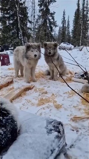 Life of the Mongolia Tribe in Extreme Arctic Cold #shortvideo
