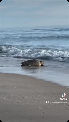 1.4K reactions · 34 shares | We had a FINTASTIC turnout at our sea...