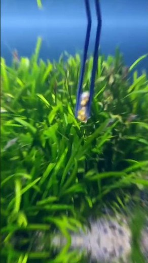 How to Apply Root Tabs 💊🌿