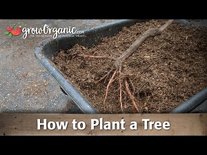 How to Plant a Fruit Tree in Your Garden or Orchard - Bare Root Guide
