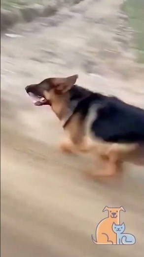How fast can a German Shepherd run? #germanshepherd #nexuspets