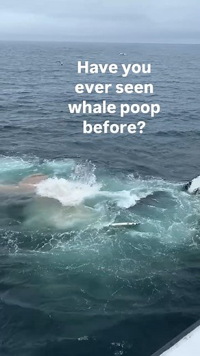 What goes in must come out! And before you ask, yes, this whale IS eating right where another pooped. Gross, but true. Humpback whales will poop at the surface where there is the least amount of pressure, leaving behind these large (and stinky) clouds of poop! Whale poop helps fertilizer the plants of the ocean, called phytoplankton. These microscopic plants take in carbon dioxide and release oxygen for us to breathe, just like the plants on land. Because the oceans are so vast, it's believed th