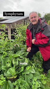 Symphytum cumfery Nip Bone #gardening #herbaceous #garden #plant #plants #gardening #herble | Dave The Plantman