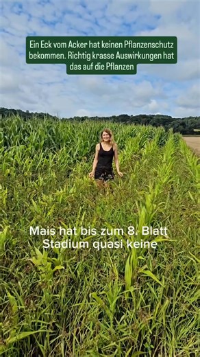 Even if corn is a real power plant and with very very little crop protection, it is important that it has no competition for water, nutrients and light until the 8th leaf stage. -------------------- https://amzn.to/4ngDjFz #mais #ireallikecorn #corn | veronika