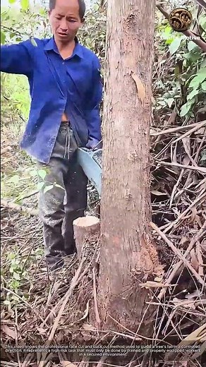 DIY Tree Removal The Simple Face Cut & Back Cut Technique: Chainsaw Master How to Cut Down a Tree