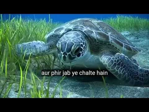 Amazing Video | The Turtle Looks Beautiful | Stunning Wildlife Moment