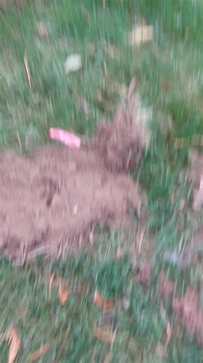 Another mole for one of my regular customers. | Dunstone Pest Control