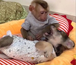 Monkey Baby Look So Happy When play with Puppy | TV Monkey