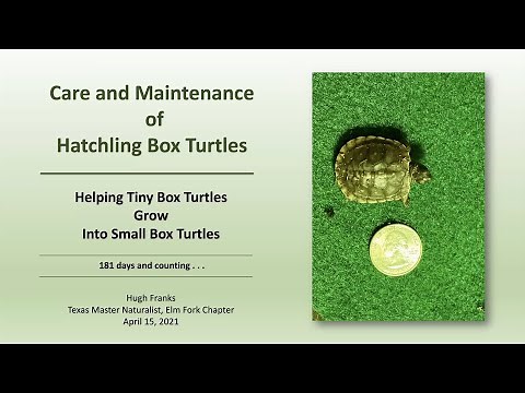 Care and Maintenance of Hatchling Box Turtles