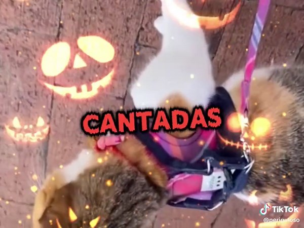 Vídeos Românticos Para Declarar Seu Amor