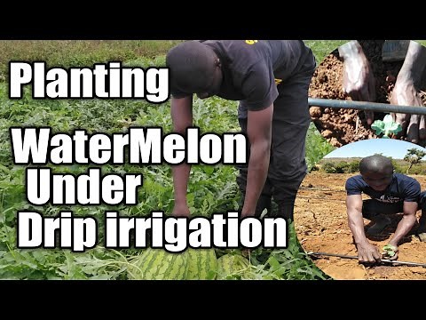 How to Plant WaterMelon 🍉 under drip irrigation.