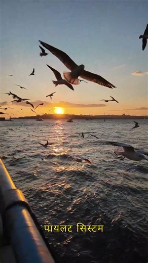 "How Siberian Birds Travel 4000 KM Without GPS | Thinkora"