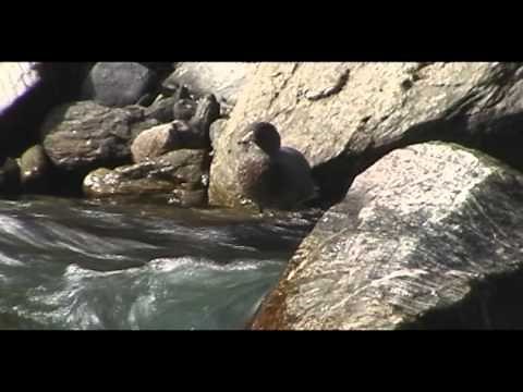 Whio (blue duck) recovery