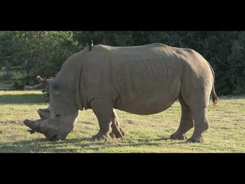 Schotia Safaris Private Game Reserve