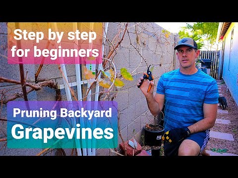 How to prune Grapevines - Beginners step by step learning cordon pruning for grape vines