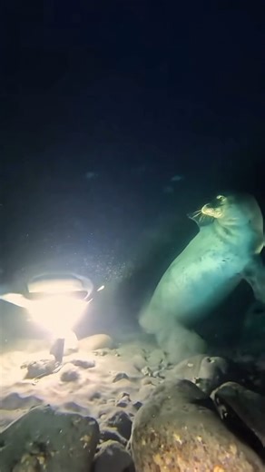 Manta takes off 🦭 Seal escape🤿I love scuba, especially night dive #scubadiving #mantaray #nightdive | Hydrone Diving