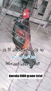 #aseellovers 03177411944 call and whats app | Babar Aseel Farm Mianwali