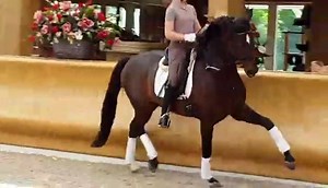 KIARA, ITALIAN TEAM RIDER AND OUR 7 YR OLD PSG STALLION TRAINING WITH ANNEMARIE BROUWER IN PLATINUM STABLE TODAY. WWW.PLATINUMSTABLE.COM | Platinum Stable