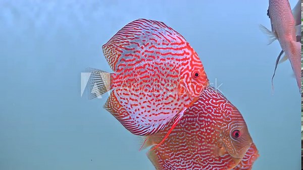 4K Aquarium fish Symphysodon Discus from Amazon river
