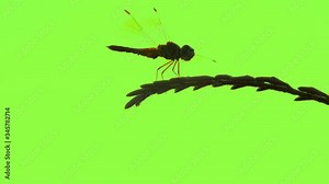 Dragonfly on flower leaf on green screen background, beautiful dragonfly insect catch on tree and windy moving on it, close up macro view dragonfly in nature of summer season