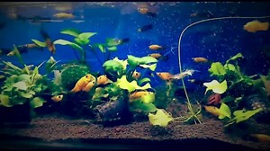 MOLLY'S XL $2.000 #AcuariOfertas | AcuariOfertas