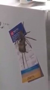 38K views · 188 reactions | Huntsman Spider Catches and Eats Mouse In Australia!!!!!! #WTF Shit Just Got Real | Shit Just Got Real | Facebook