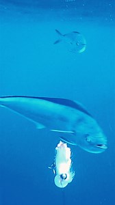 119K views · 618 reactions | Chasing Mackerel, Kingfish, Wahoo, Tuna,...