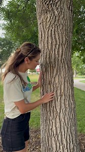 Emerald Ash Borer found in Denver! 🚨 This invasive beetle is attacking our ash trees and we need YOUR help! 🌳 One in every six Denver trees is an ash tree - that’s why we need local heroes like you to help identify them. 🔍 BARK CHECK: Look for that distinctive diamond-shaped pattern! 🍃 LEAF CLUES: Compound leaves with 5-11 leaflets 🚩 DANGER SIGNS: D-shaped exit holes, bark galleries, overseeding tree. Found one in your neighborhood? Be a Smart Ash and contact Denver’s Office of the City For