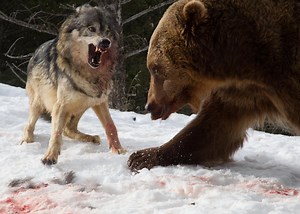 Survival Strategies: Wolf Attacks on Bears and Wildebeests – Defending Against Predators" In the wild, wolf attacks on bears are rare but can occur when a pack seeks to assert dominance or protect territory. The coordinated hunting strategies of wolves allow them to take down larger prey, but the size and strength of a bear can pose significant challenges. Wildebeests, on the other hand, face their own threats from wolves during migration periods. To defend against wolf attacks, wildebeests rely