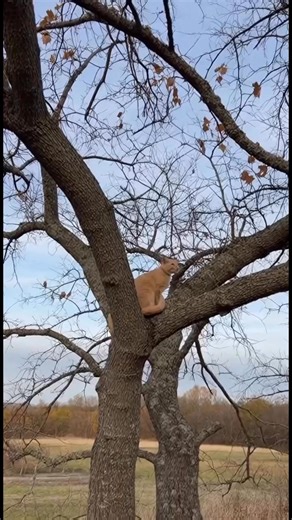 Falling out of a tree saving the cat!  #funnyvideos #bored #cat | Kristin Ryman | Facebook