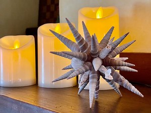 Seashell Decoration 6" / Shell Art / Coastal Decor / Shell Ornament - Etsy