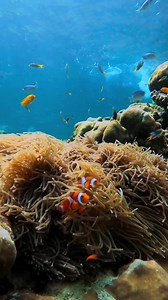 It's impossible to get enough of these colorful creatures. #Nemo made the clown fish one of the most well-known. Drop a 🤡 for each time you've watched the movie. We will go first 🤡🤡🤡 📸 IG 'ray_nature_photo' | PADI
