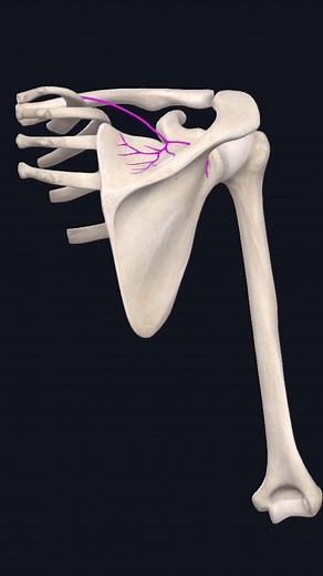 Anatomy lessons on TikTok