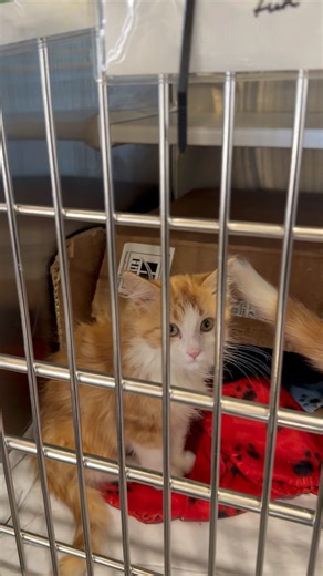 4.2K views · 146 reactions | Meet Maddy, Toffee, Maple, Rigatoni, Martini, Daiquiri, Harley and a peek also at Ronda Rousey! Today’s spotlighted cats available now for adoption! www.catkinsanimalrescue.org | Catkins Animal Rescue, Inc | Facebook