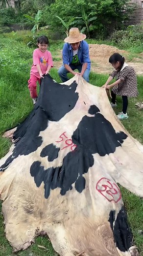 Cleaning and Preparing Cowhide: A Step-by-Step Guide