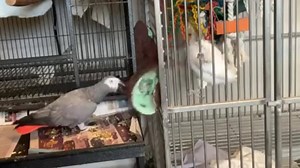 32K views · 2.2K reactions | Coco has been obsessed with this game for a few days. It goes on for hours! It is so cute to watch them. ❤️ | Lucky Lou and Coco Too | Facebook