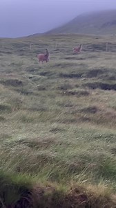 Oh dear! | Sunil Grover