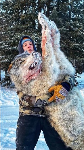 Taking down big Alaska WOLVES 🐺🐺🐺 #trapper #hunting