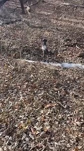 Exactly what you see the day seaon ends... . . . . 🎥 @ elleann65 #whitetail #hunting #deerhunting #deer #bowhunting #archery #outdoors #whitetaildeer #deerseason #hunt #whitetailhunting #huntingseason #bigbuck #whatgetsyououtdoors #buck #hunter #bowhunter #wildlife #huntinglife #bigbucks #nature #whitetailbuck #elk #turkeyhunting #trailcamera #trailcam #bowseason #realtree #deerhunter #antlers | Outdoors For Less