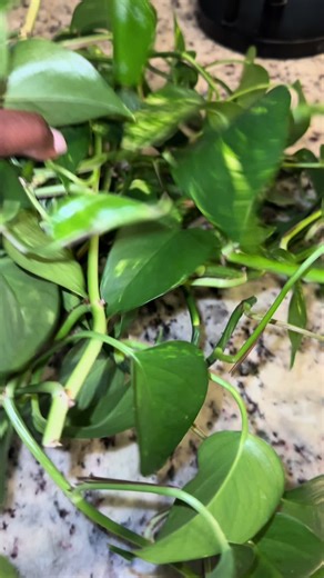 Propagating Golden Pothos: Easy Water and Soil Techniques